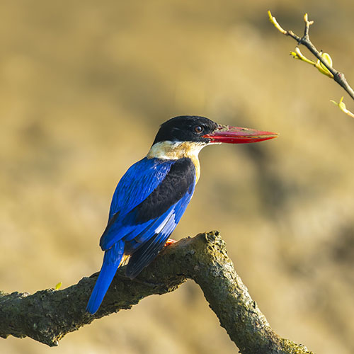 Alpha Photo Tours | Sony Alpha Community