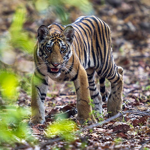 Alpha Photo Tours | Sony Alpha Community