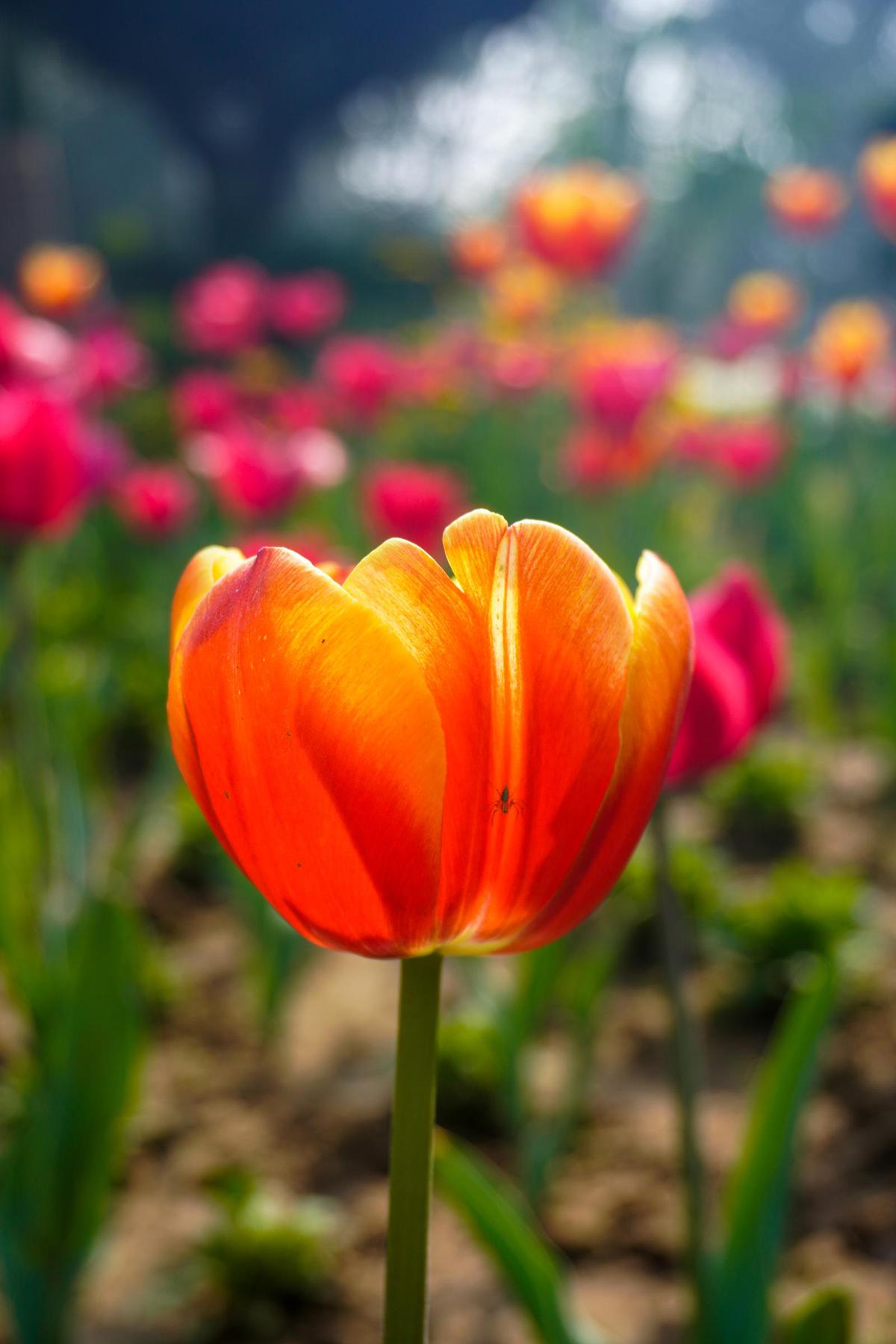 Alpha Community | Professional & amateur photo Gallery