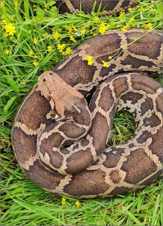 Gautam Pandey unveils the unsung side of snake spices using the Sony ...